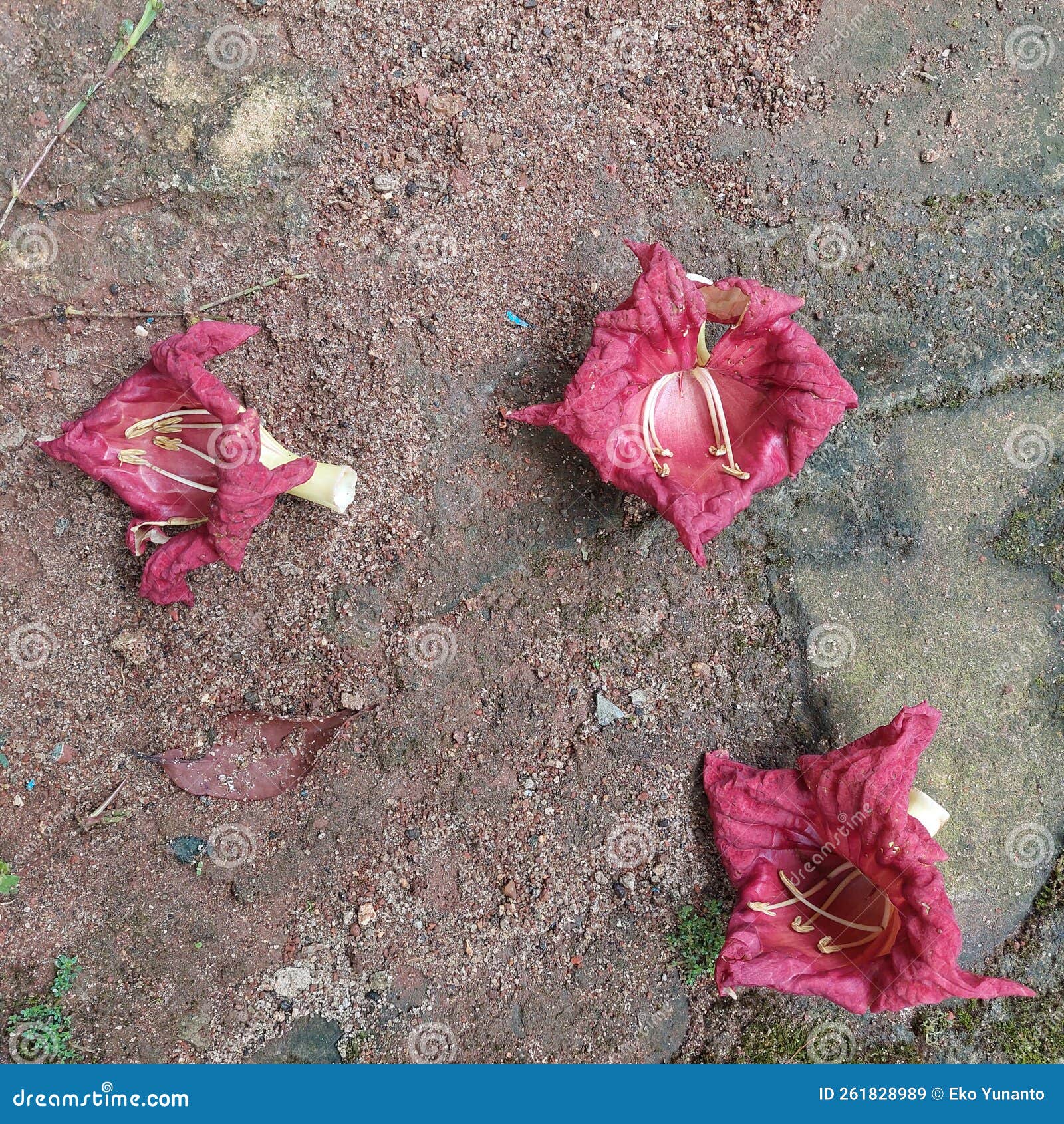 Withered Flower that Fell on the Ground Stock Image - Image of produce ...