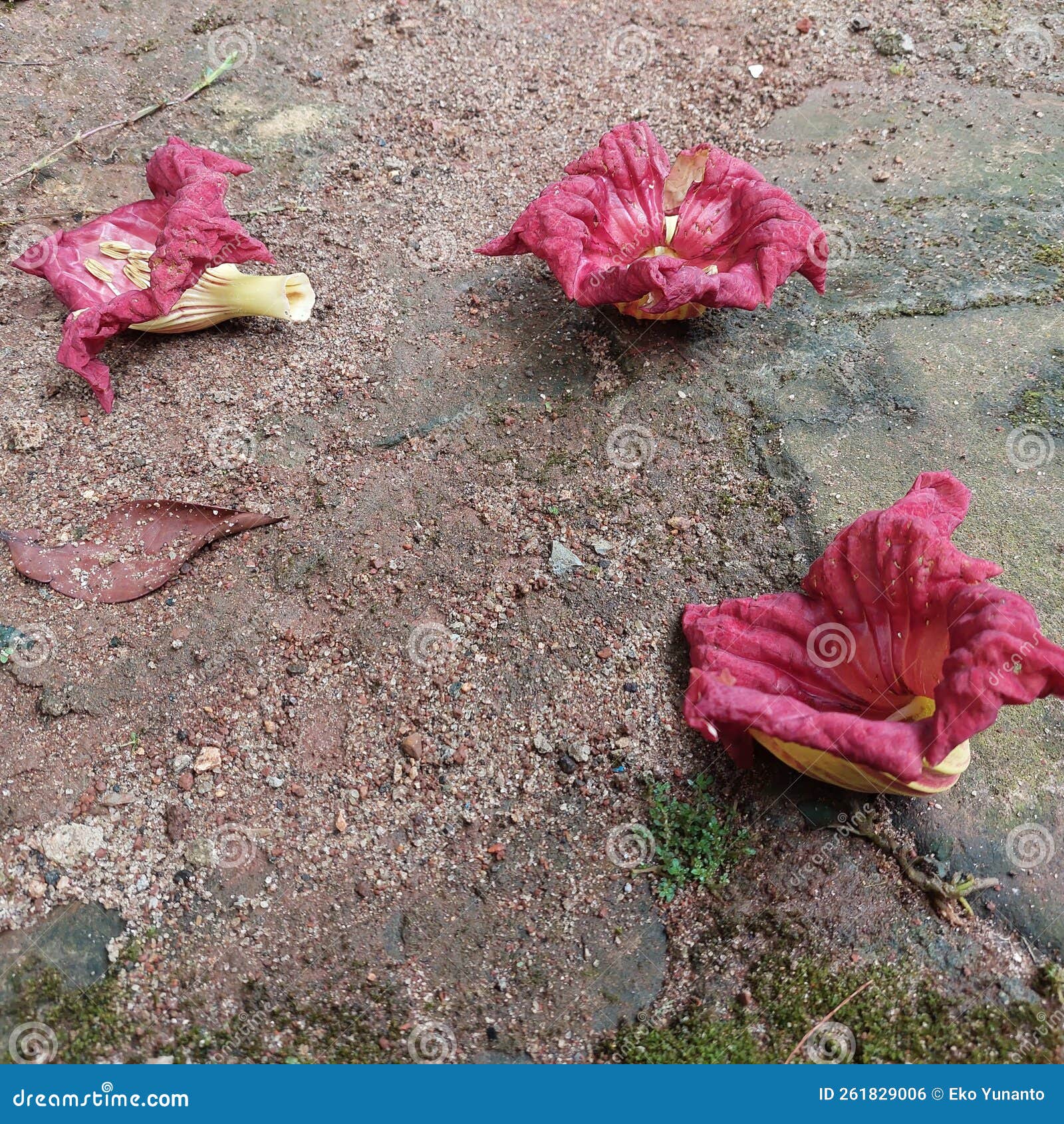 Withered Flower that Fell on the Ground Stock Photo - Image of petal ...