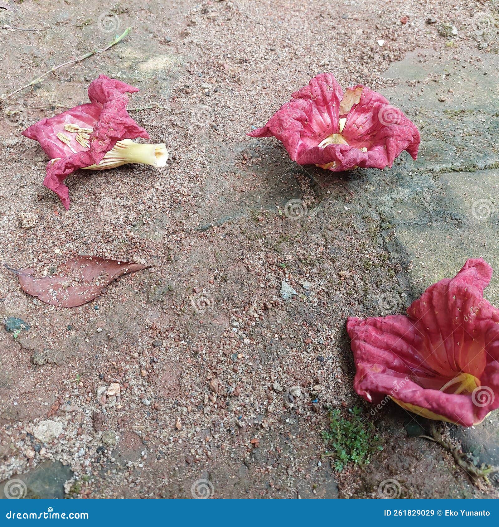 Withered Flower that Fell on the Ground Stock Image - Image of petal ...