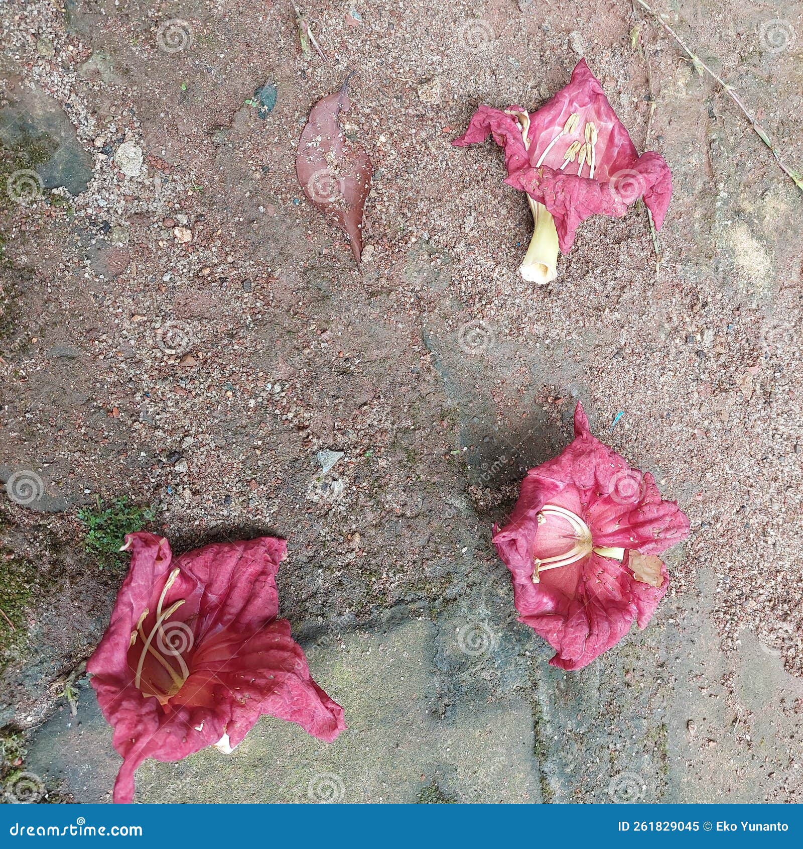 Withered Flower that Fell on the Ground Stock Image - Image of blossom ...