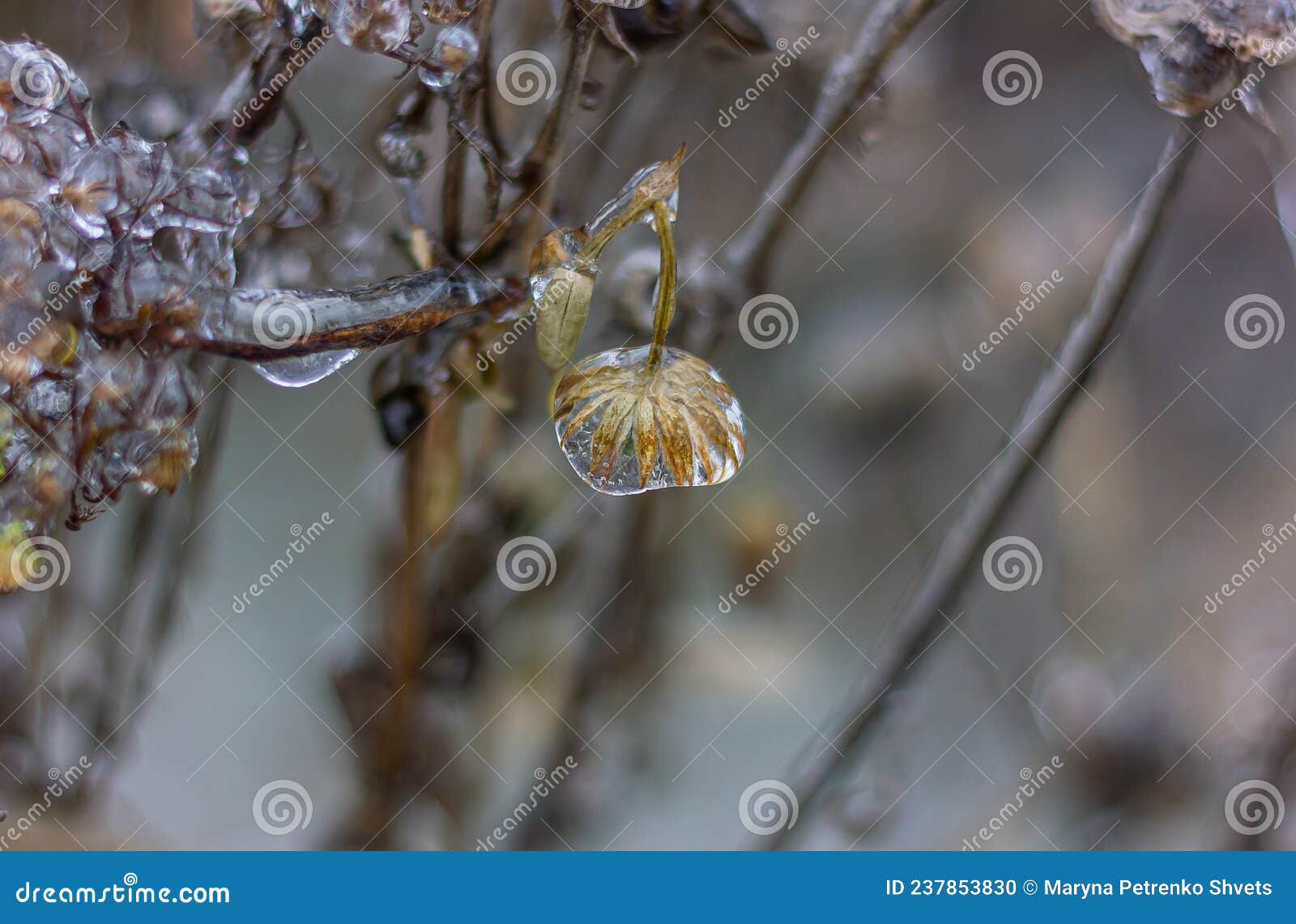 A Withered Flower Plant Covered with Natural Ice Stock Photo - Image of ...