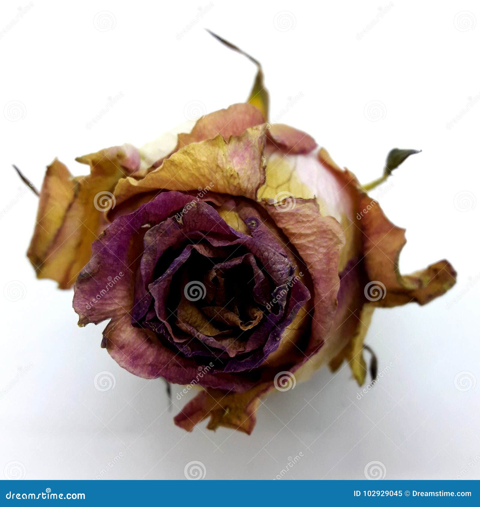 Withered flower stock image. Image of home, rose, flowers - 102929045
