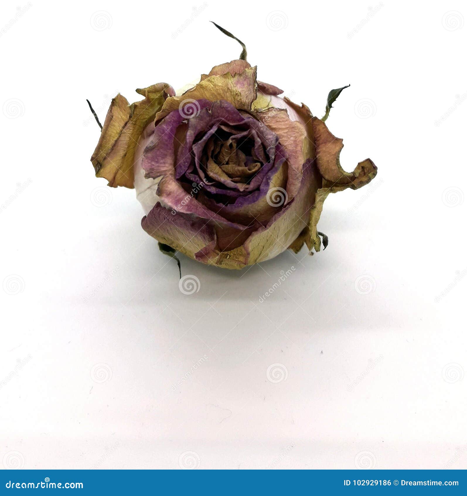 Withered Flower Of A Phlomis Fruticosa Royalty-Free Stock Photo ...