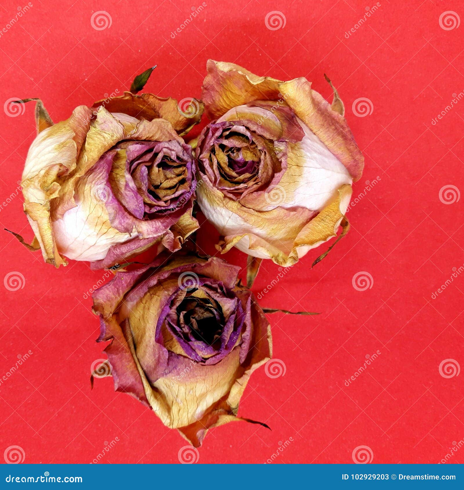Withered flower stock image. Image of stillife, white - 102929203
