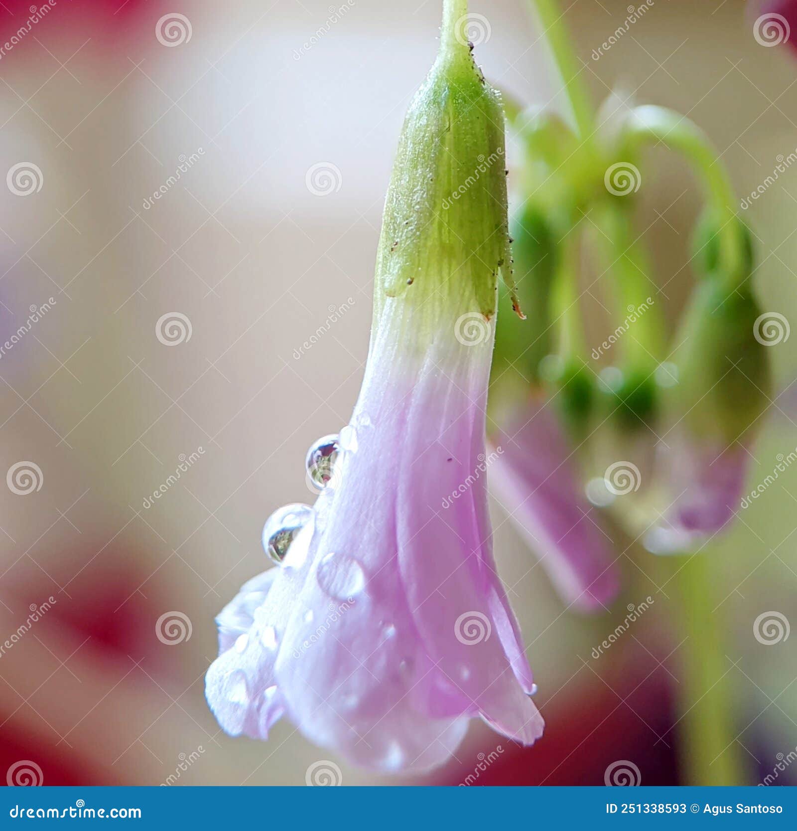 Withered Flower Splashed by Water 16 Stock Image - Image of lilac ...