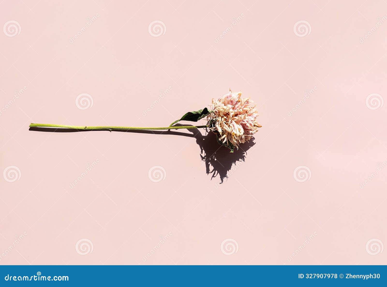 Withered Flower Under Direct Sunlight Casting a Shadow Stock Photo ...