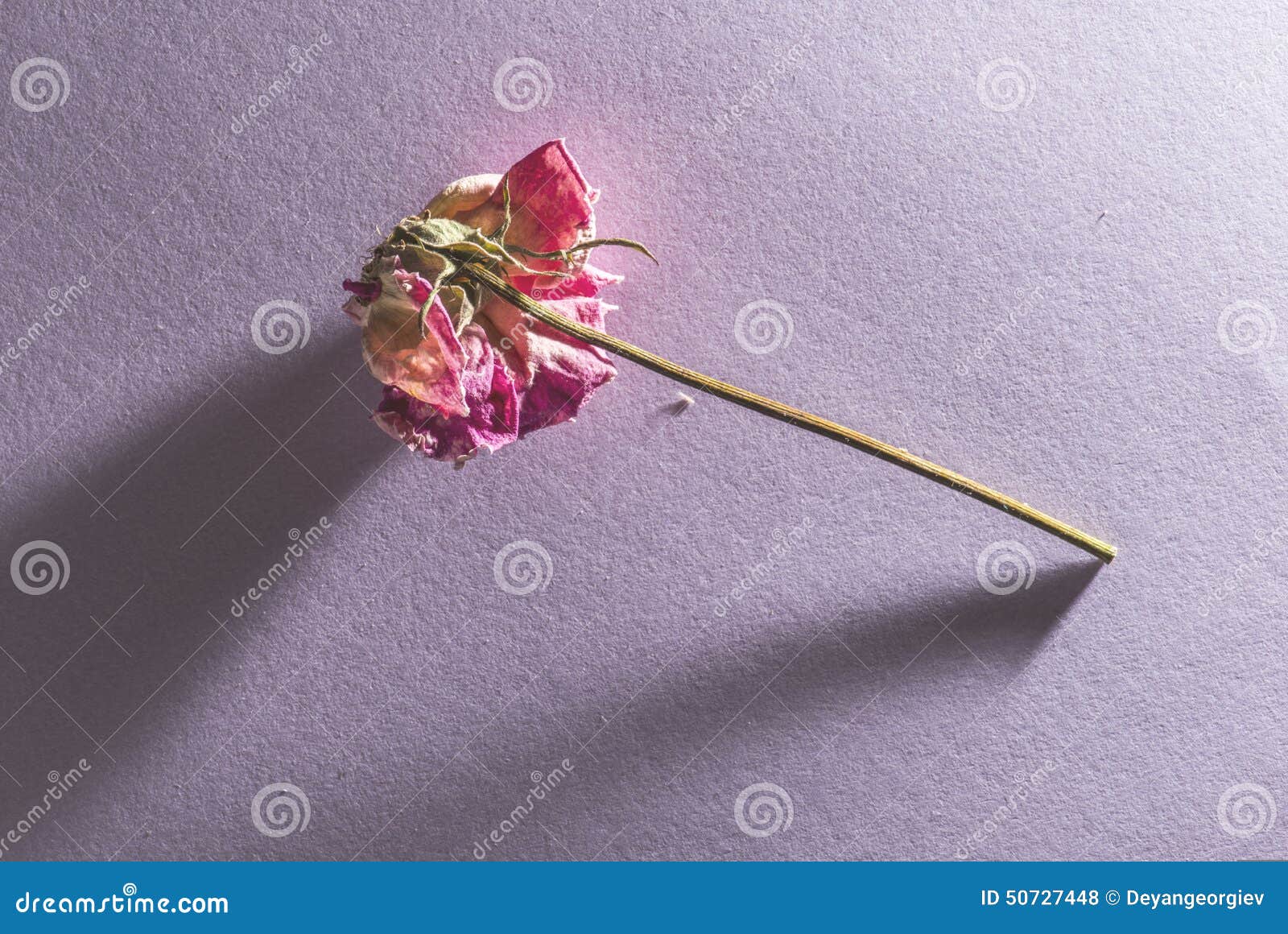 Withered flower stock photo. Image of romance, wither - 50727448