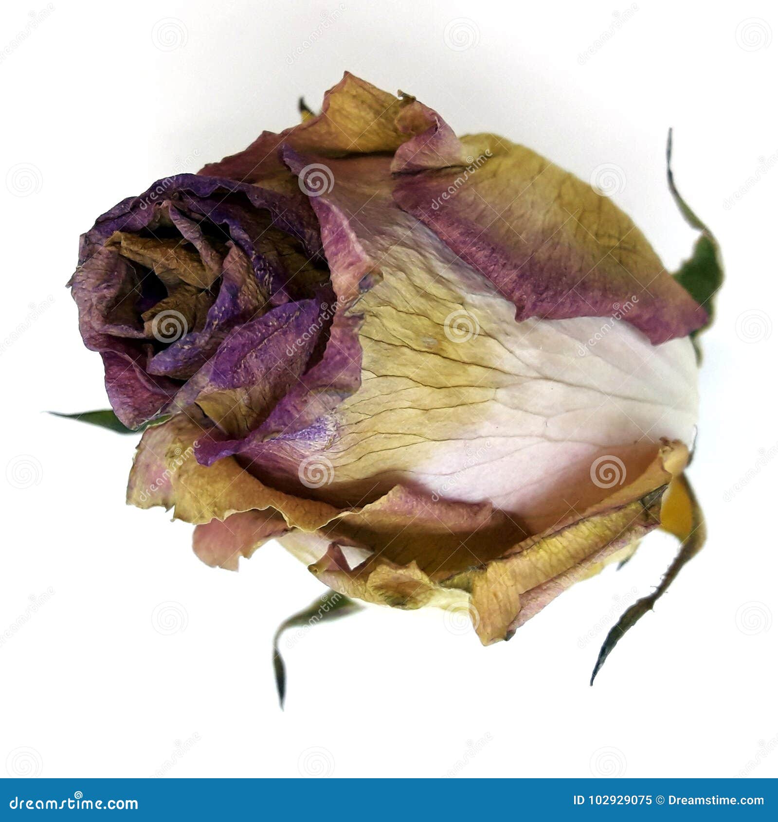 Withered Flower Amaryllis. White Isolated. Stock Photography ...