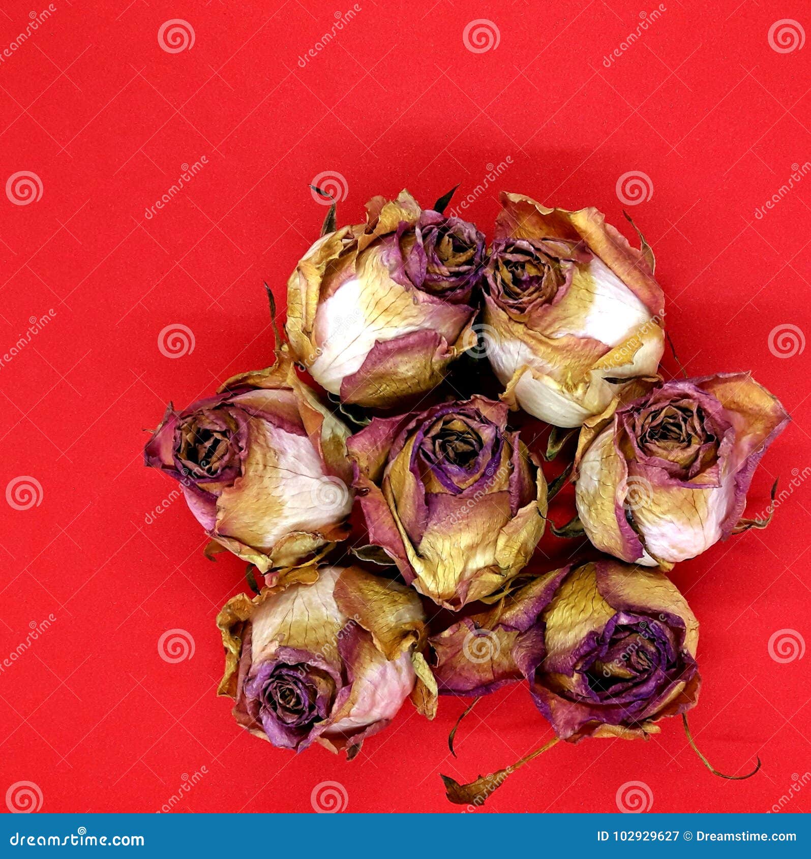 Withered flower stock image. Image of rose, bouquet - 102929627