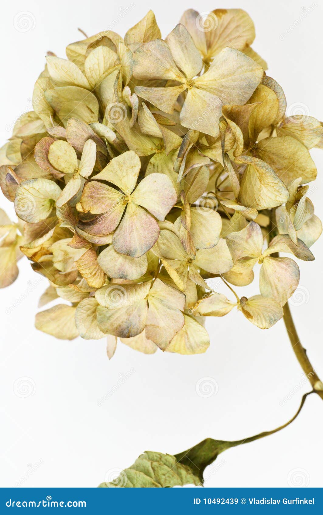 Withered flowers stock image. Image of flower, fragile - 10492439