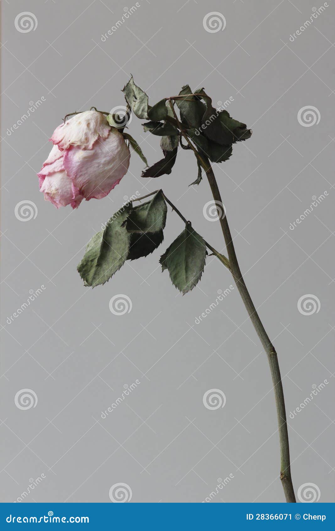 Withered flowers stock image. Image of atrophy, life - 28366071