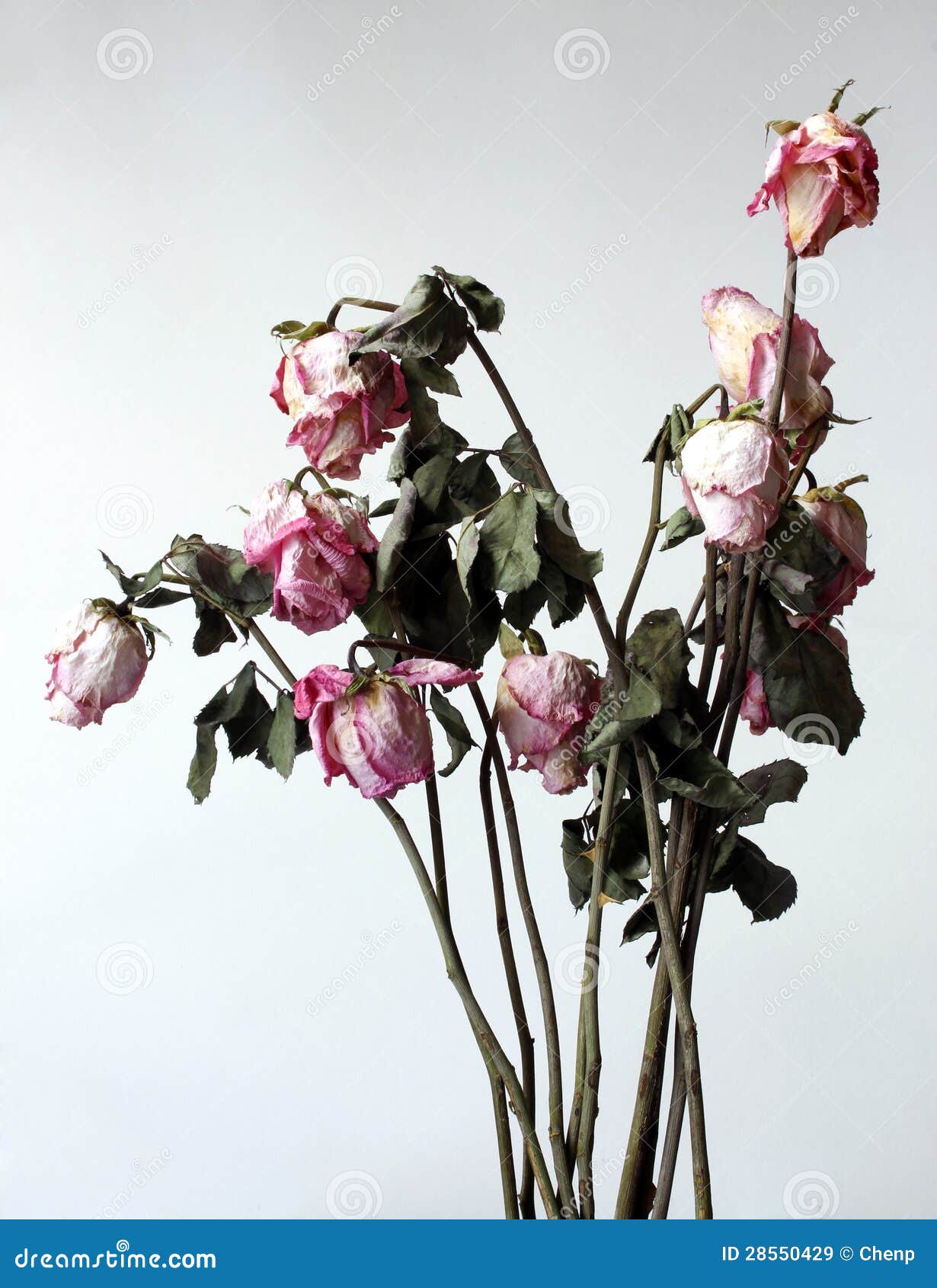 Withered flowers stock image. Image of flowers, withered - 28550429