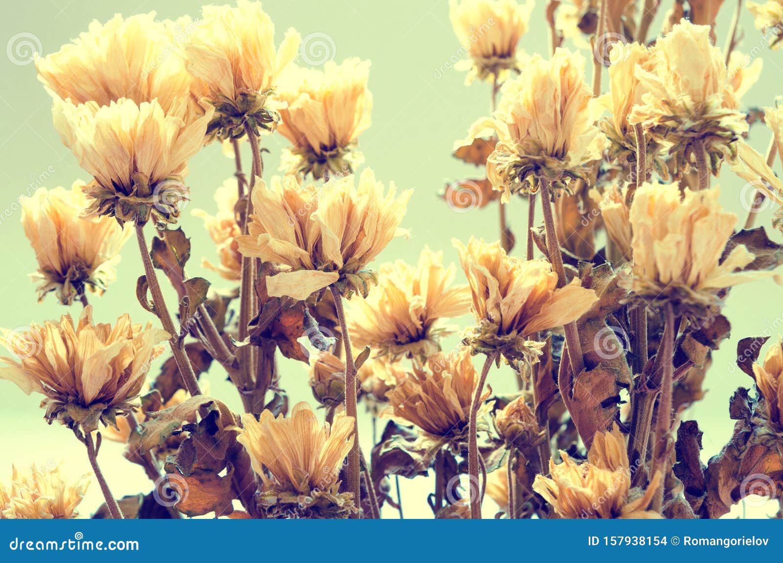 Withered flowers stock photo. Image of withered, soft - 157938154