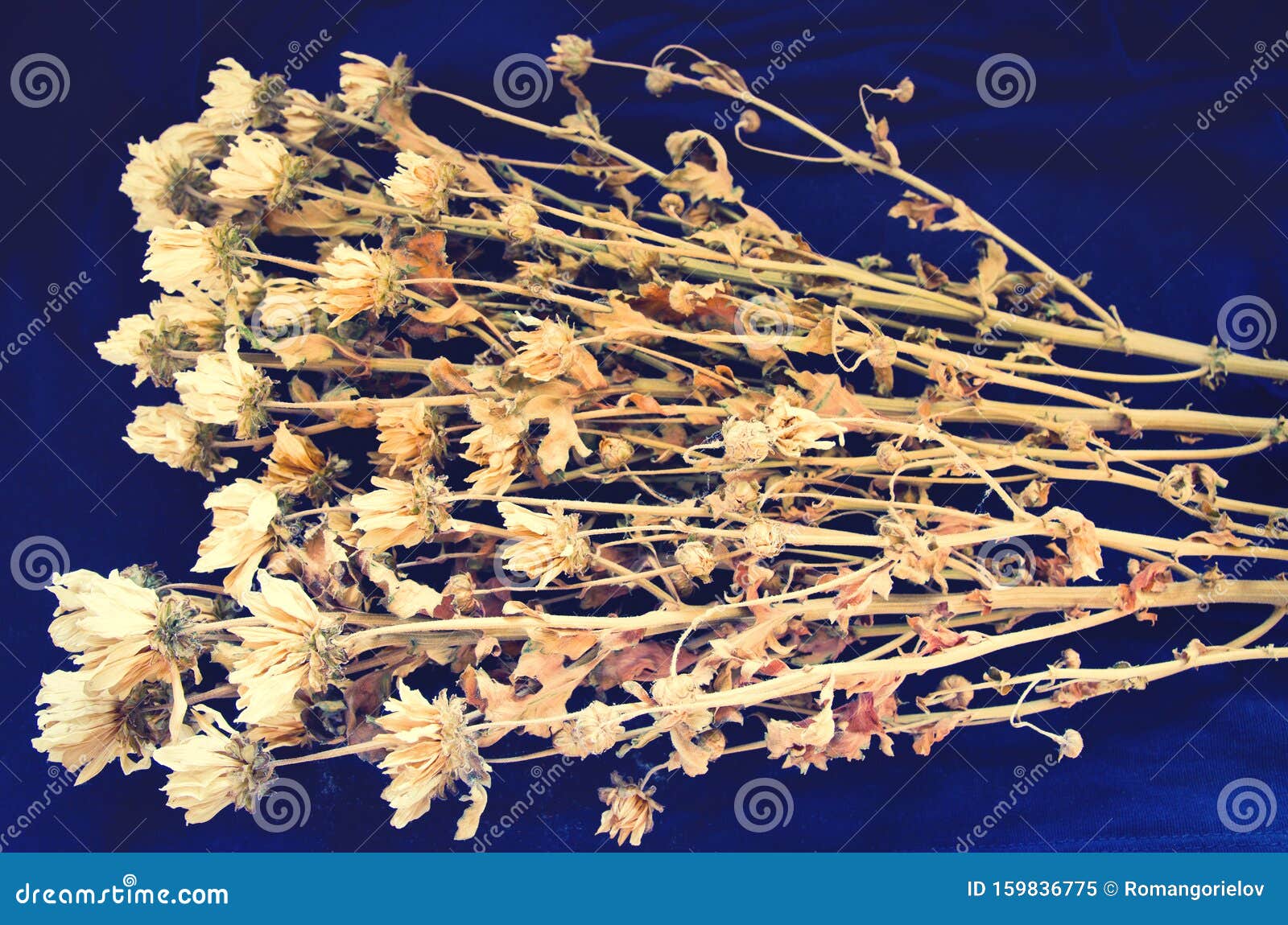 Withered flowers stock image. Image of plant, flora - 159836775