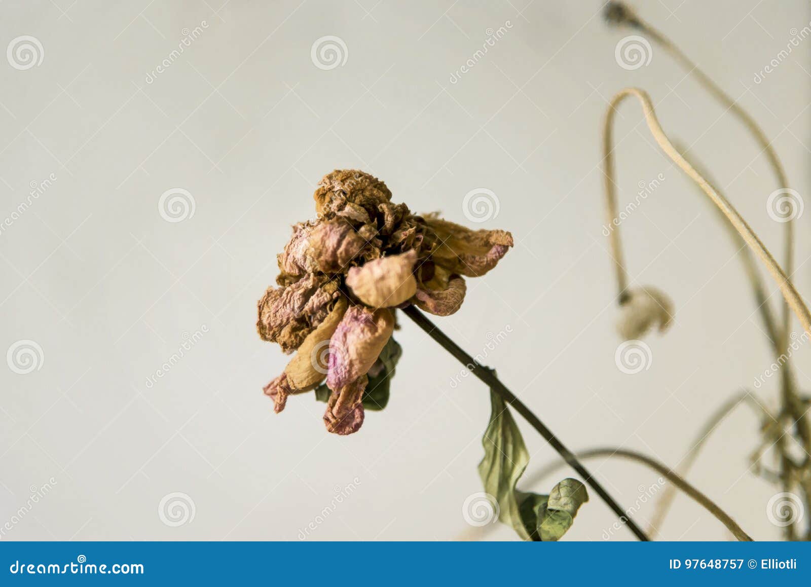 Withered flowers stock image. Image of enviornment, plant - 97648757