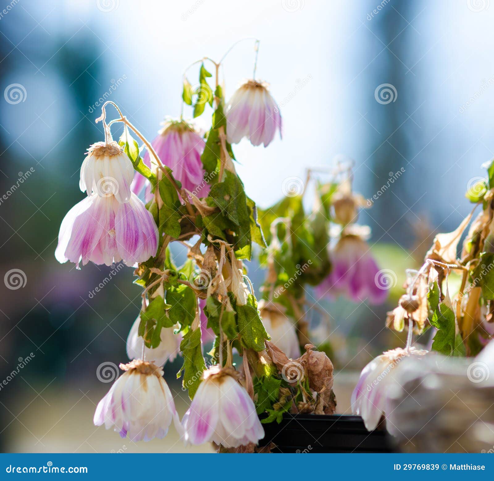 Withered flowers stock image. Image of purple, park, season - 29769839