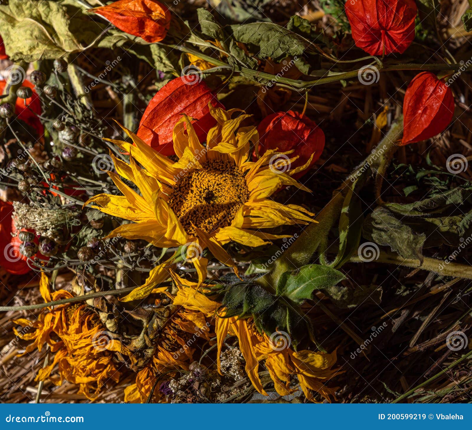 Withered flowers stock image. Image of natural, object - 200599219
