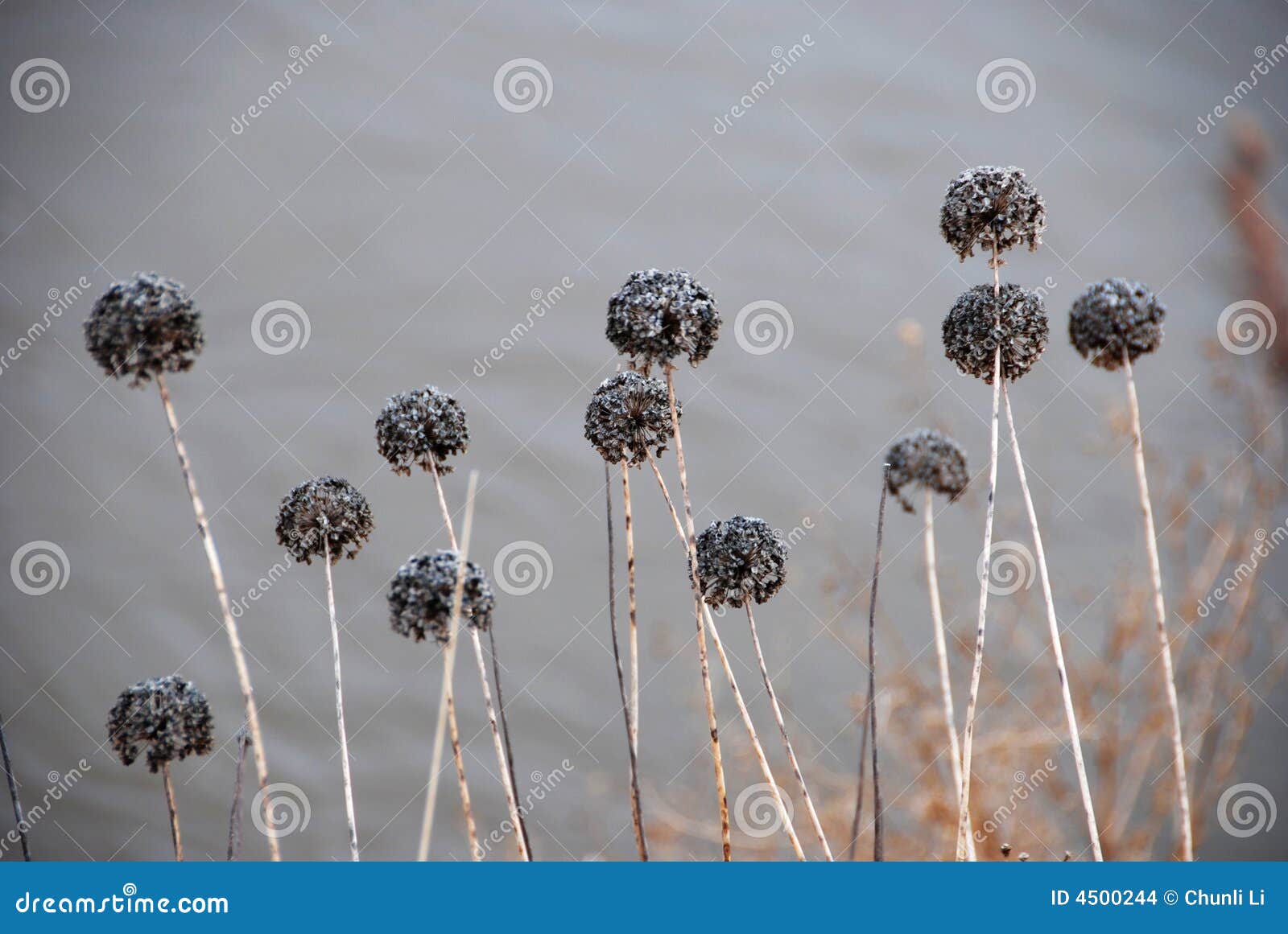 Withered flowers in winter stock photo. Image of winter - 4500244