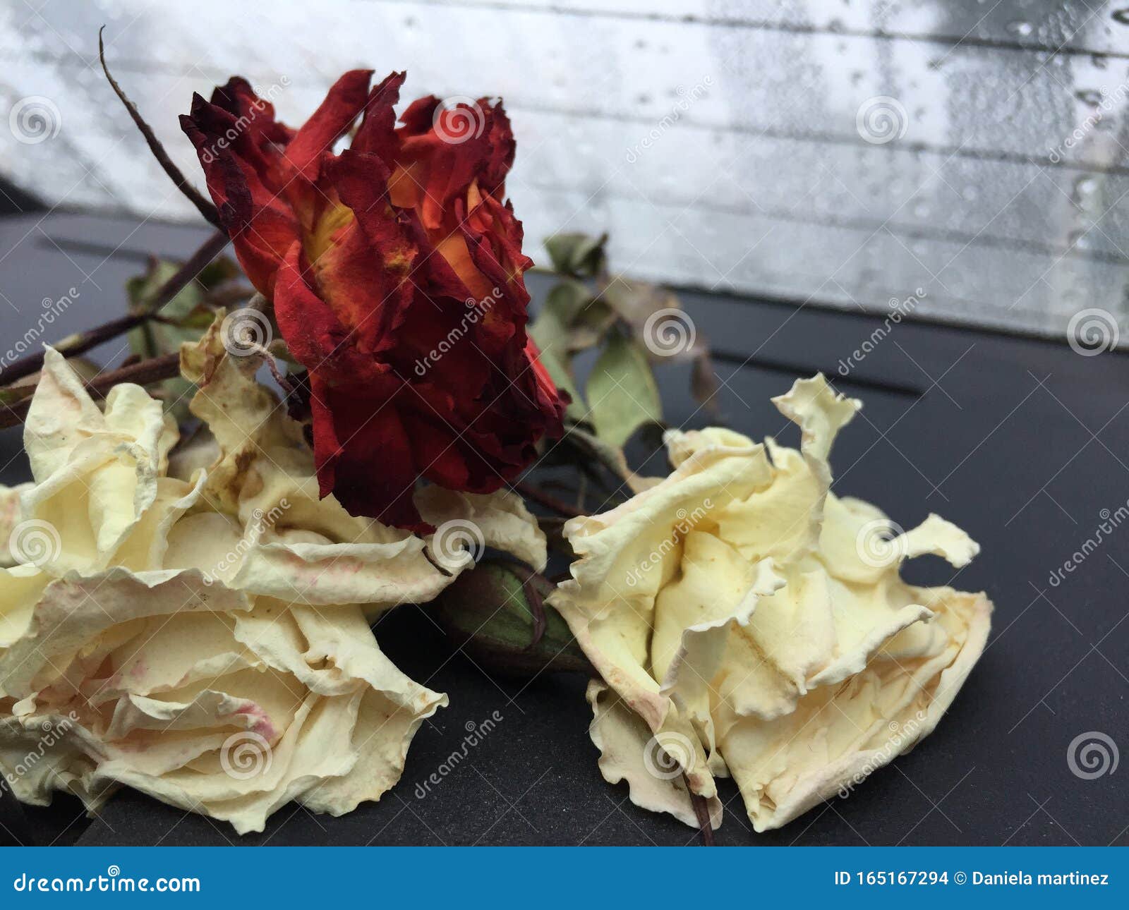 Withered flowers stock photo. Image of nature, withered - 165167294