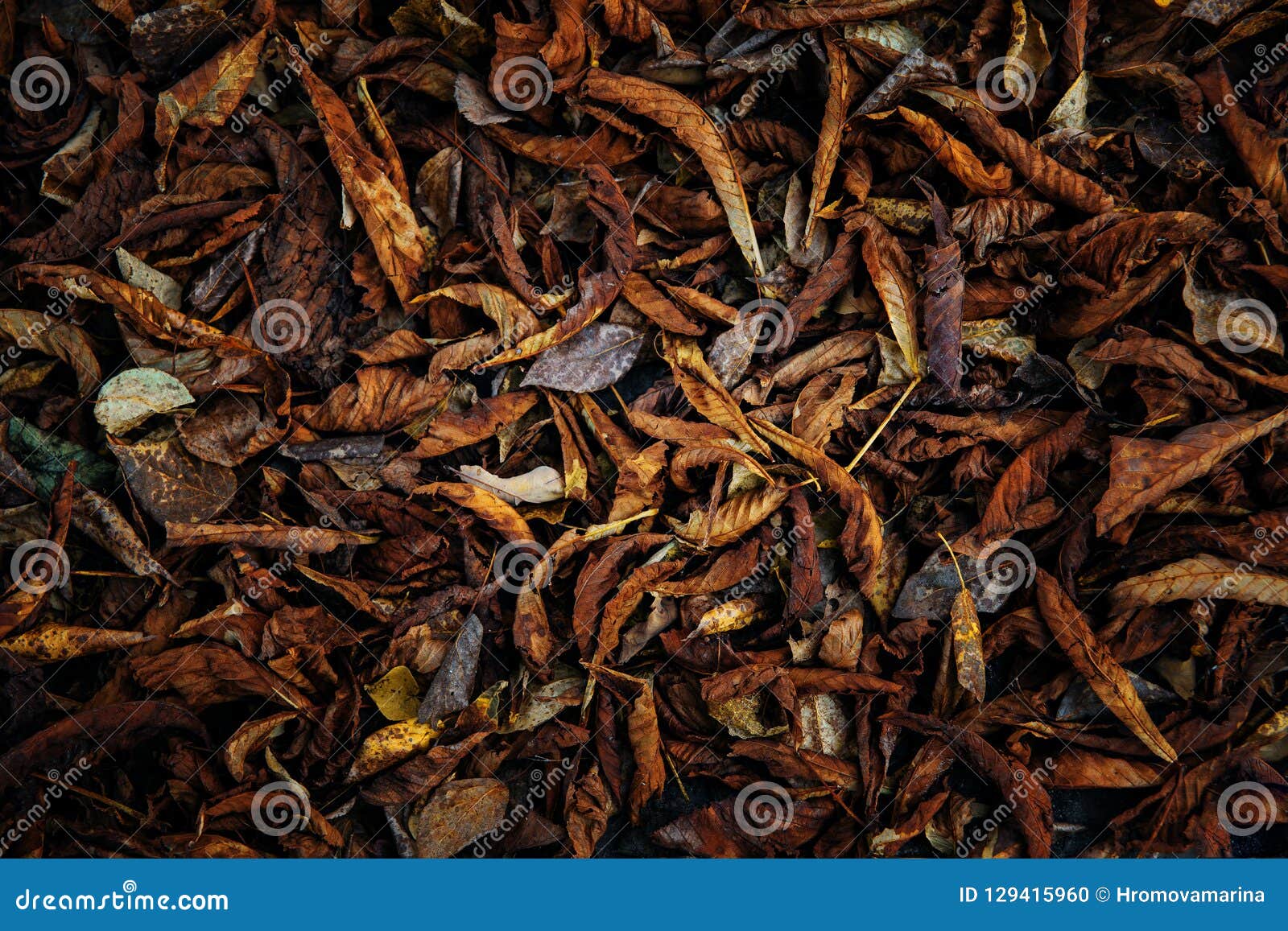 Withered Foliage of a Chestnut Tree. Stock Photo - Image of color ...