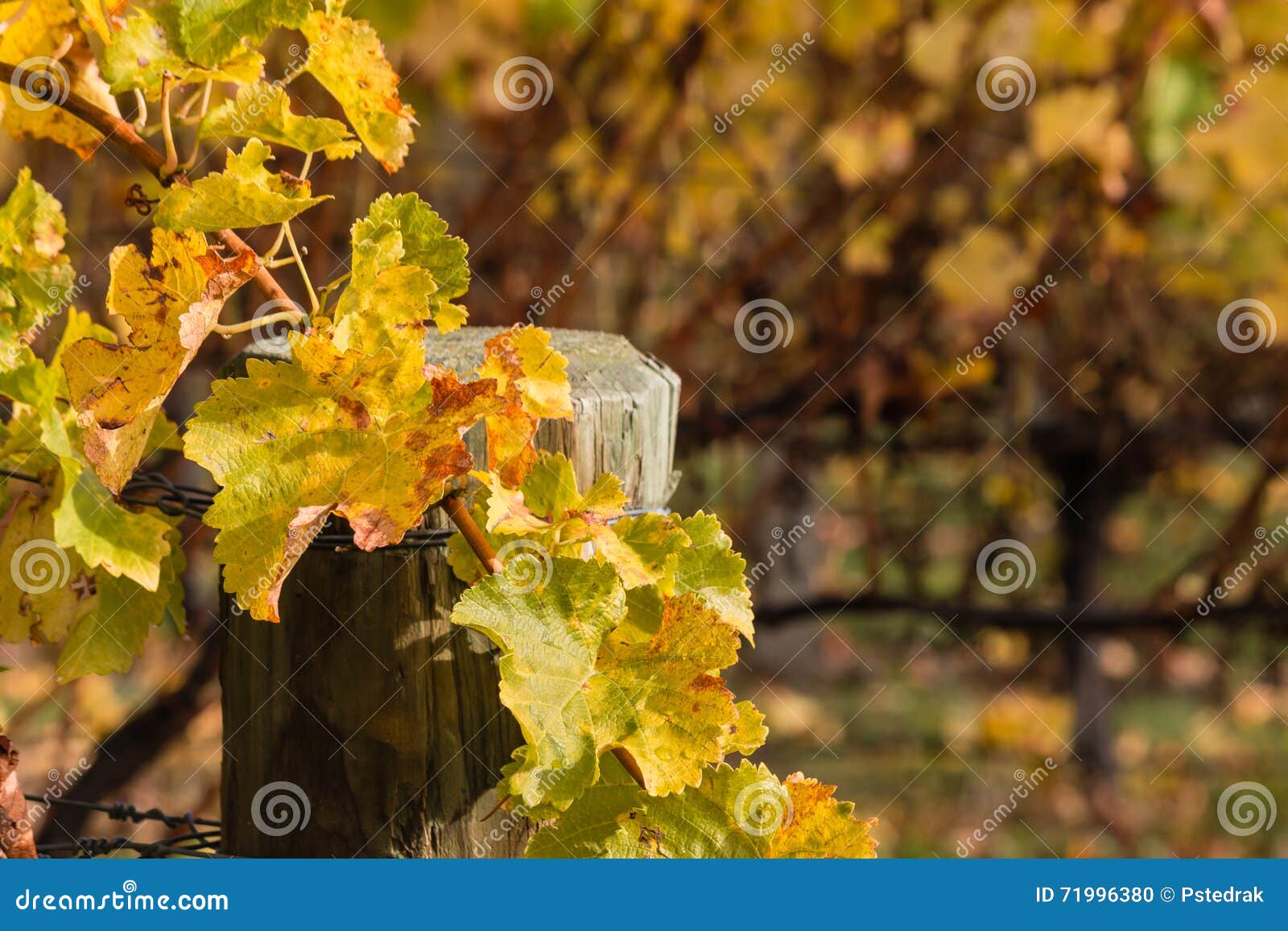Withered Grapevine Leaves in Vineyard Stock Photo - Image of withered ...