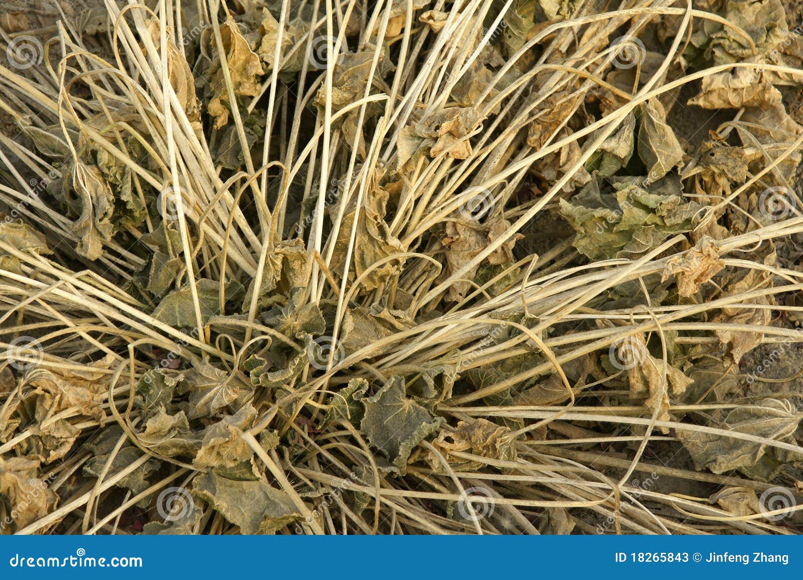 Withered grass stock image. Image of russet, branch, wizened - 18265843