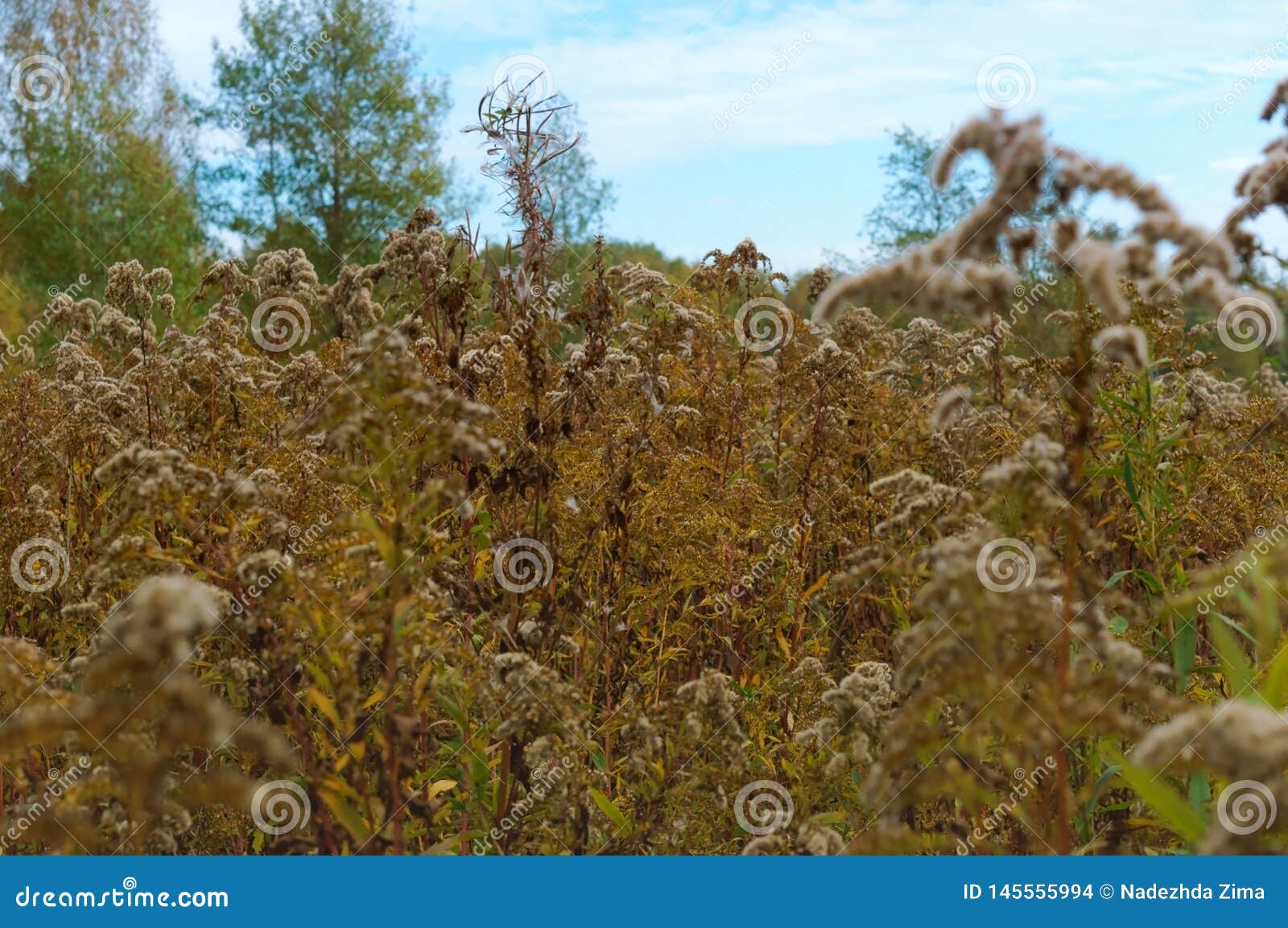 Withered Grass, Autumn Grass, Autumn Period Stock Photo - Image of ...