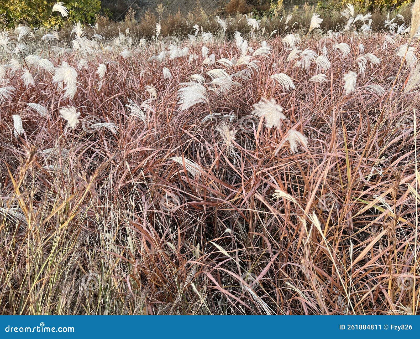 The withered grass stock image. Image of autumn, plant - 261884811