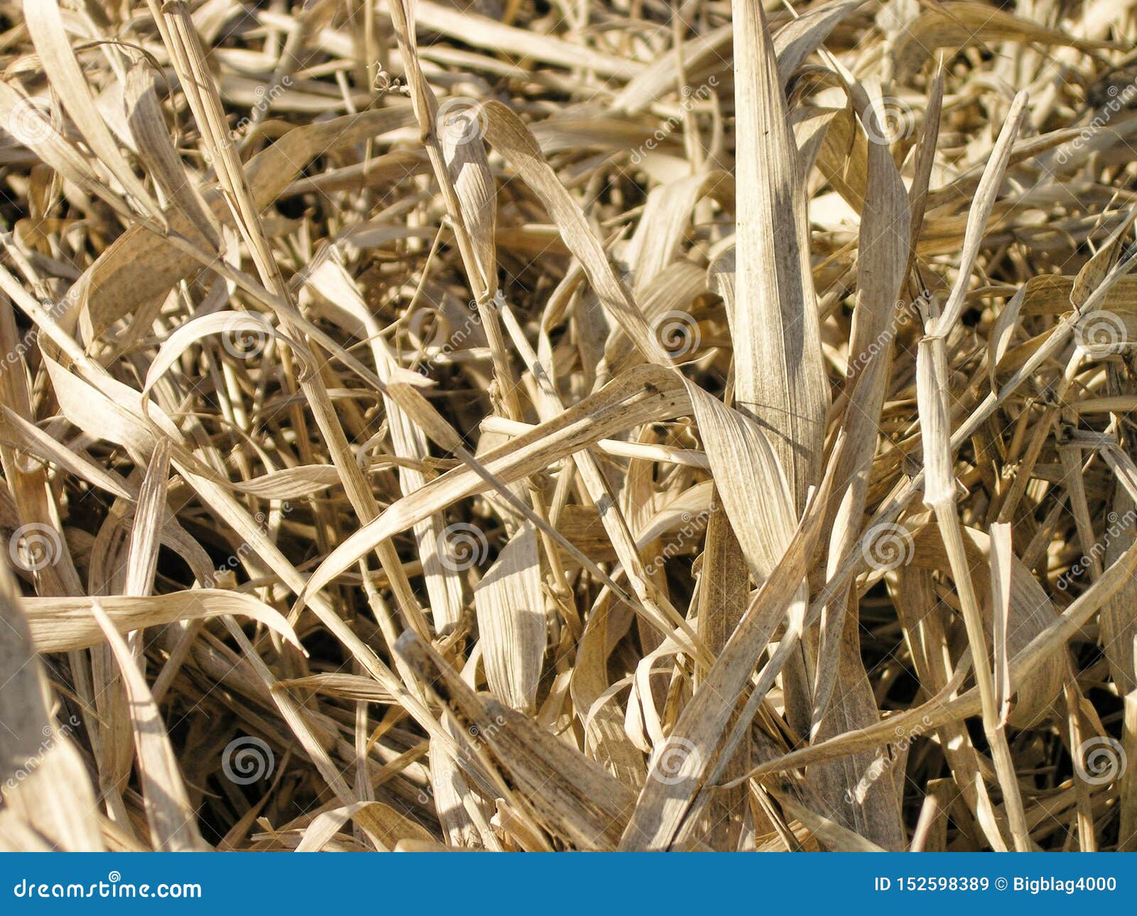 Withered Grass Field.Macro Shot. Stock Image - Image of autumn, yellow ...