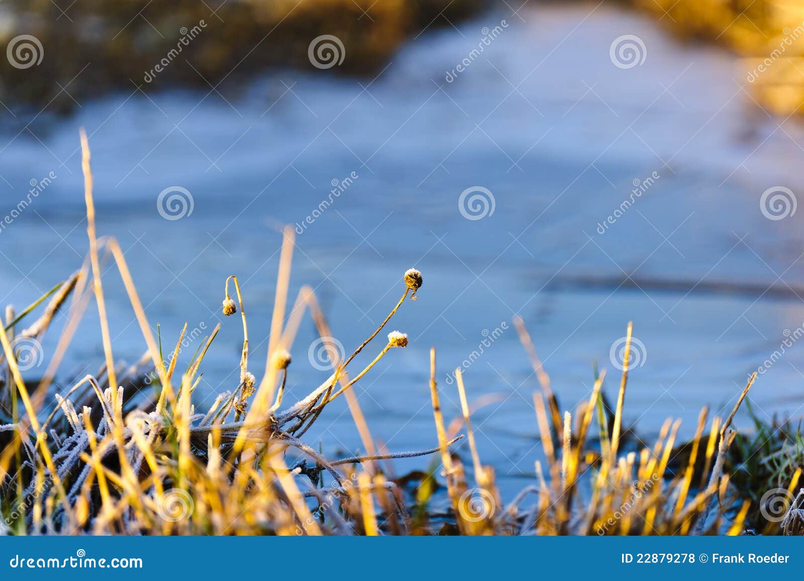 Withered Grass Stock Photo | CartoonDealer.com #90658710