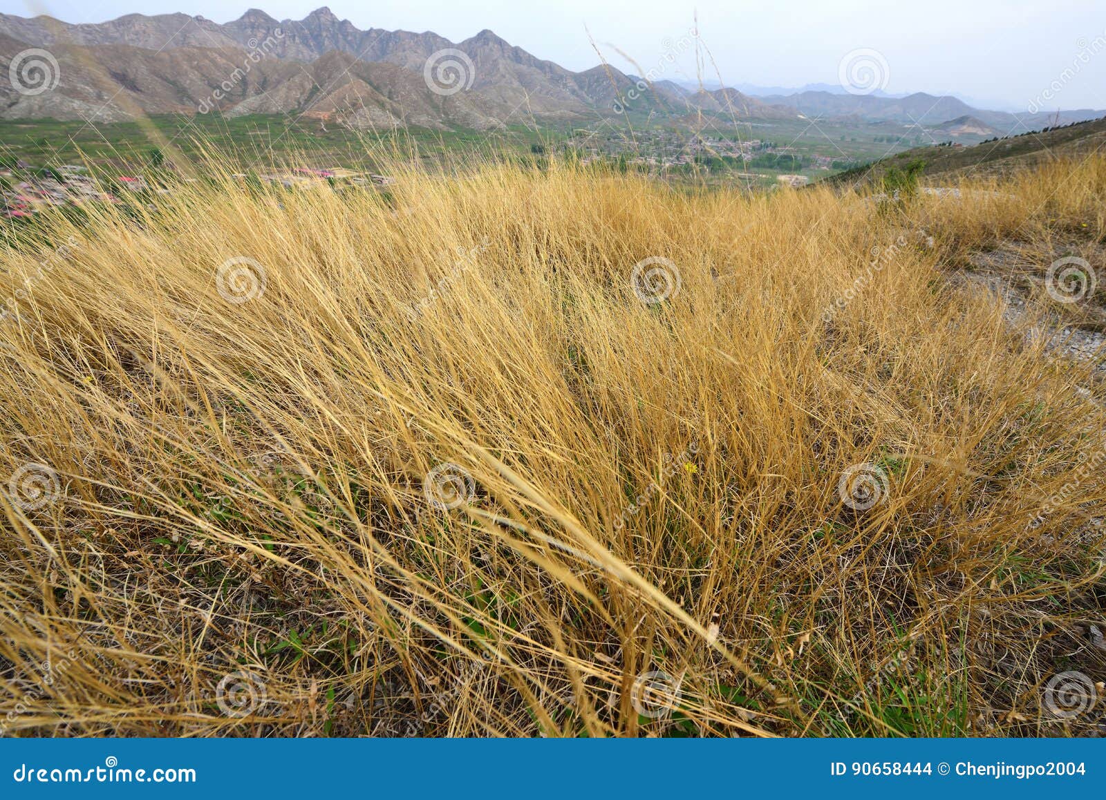 Withered grass stock photo. Image of range, texture, mountain - 90658444
