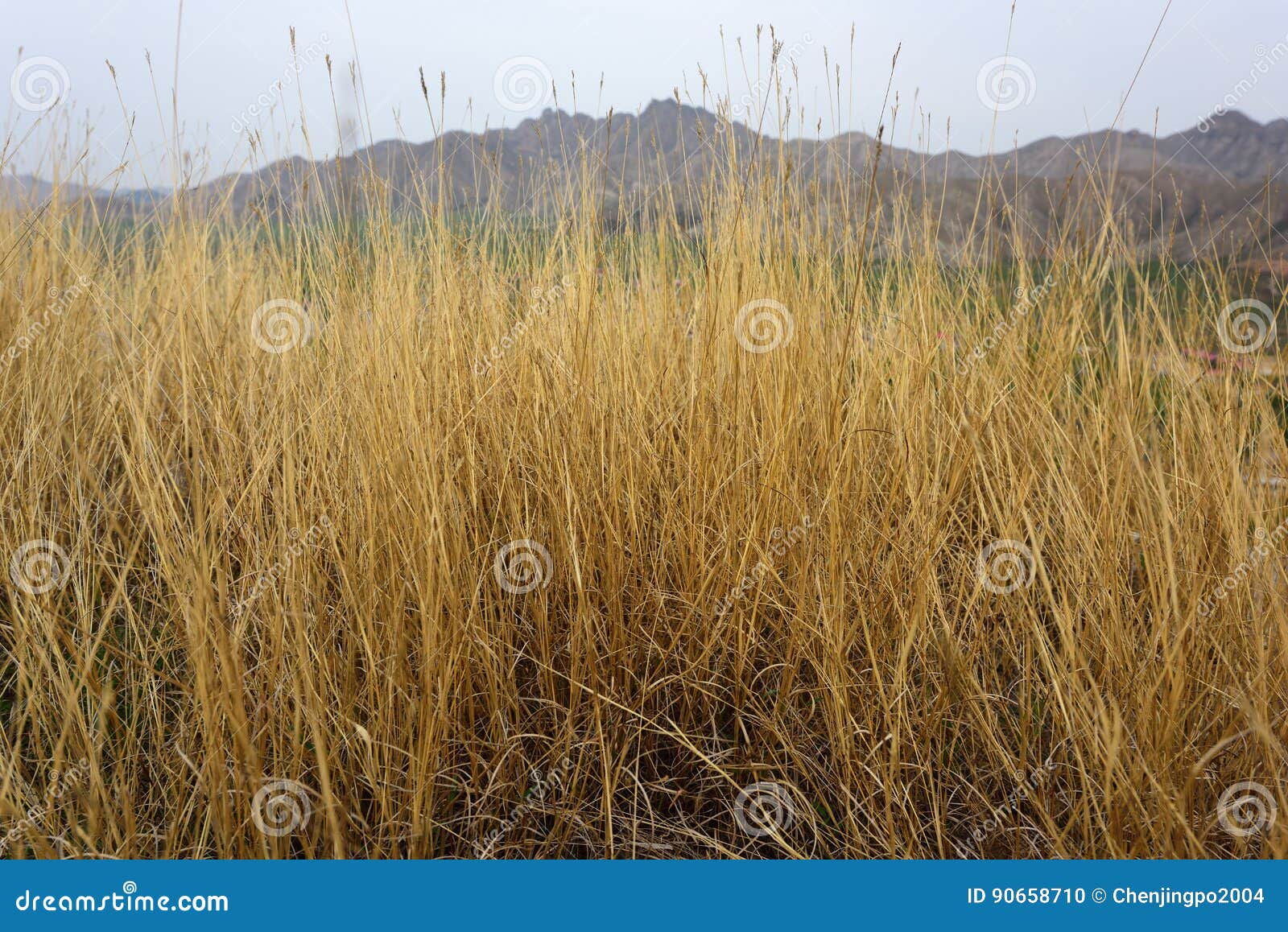 Withered Grass Stock Images - 3,234 Photos