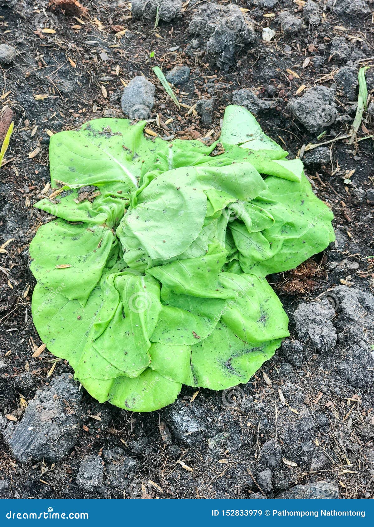 Withered Green Oak Lettuce Vegetable Stock Image - Image of farmland ...