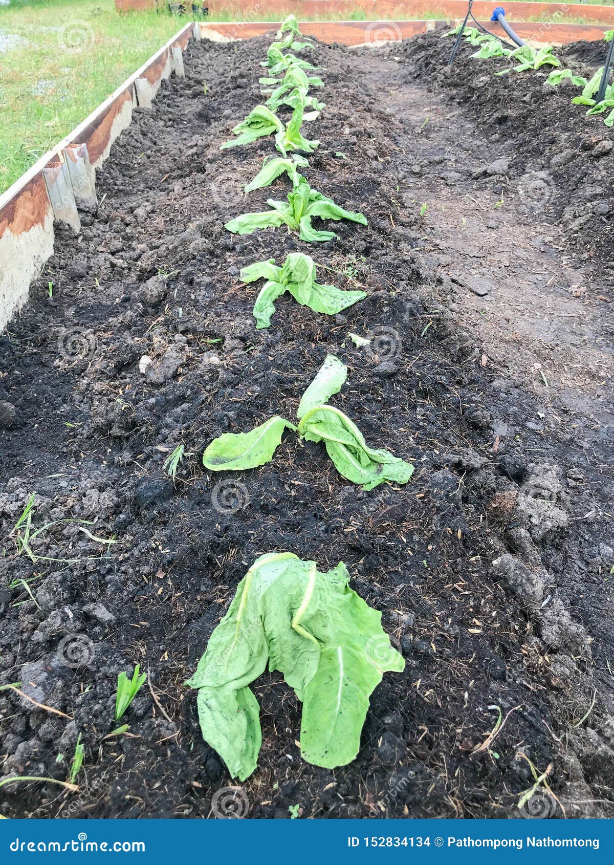 Withered Green Oak Lettuce Vegetable Stock Photo - Image of cultivated ...