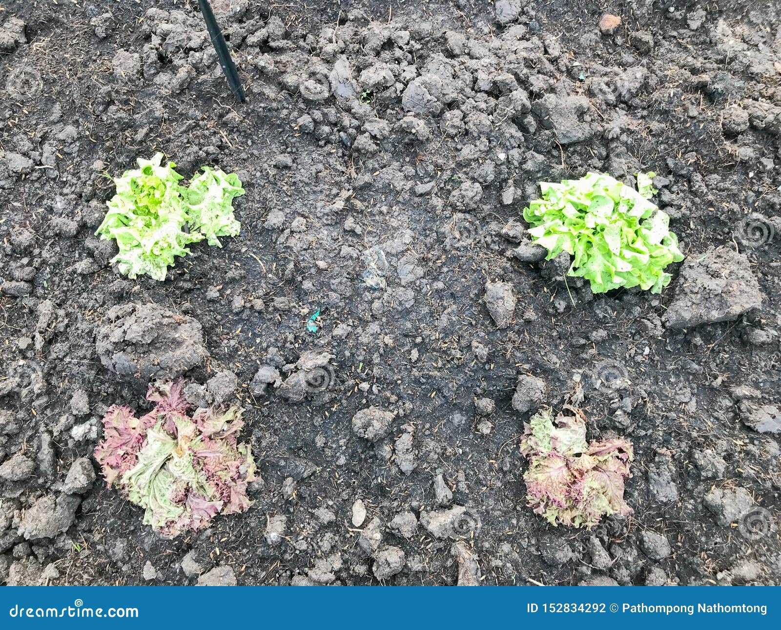 Withered Green Oak Lettuce Vegetable Stock Photo - Image of grow ...