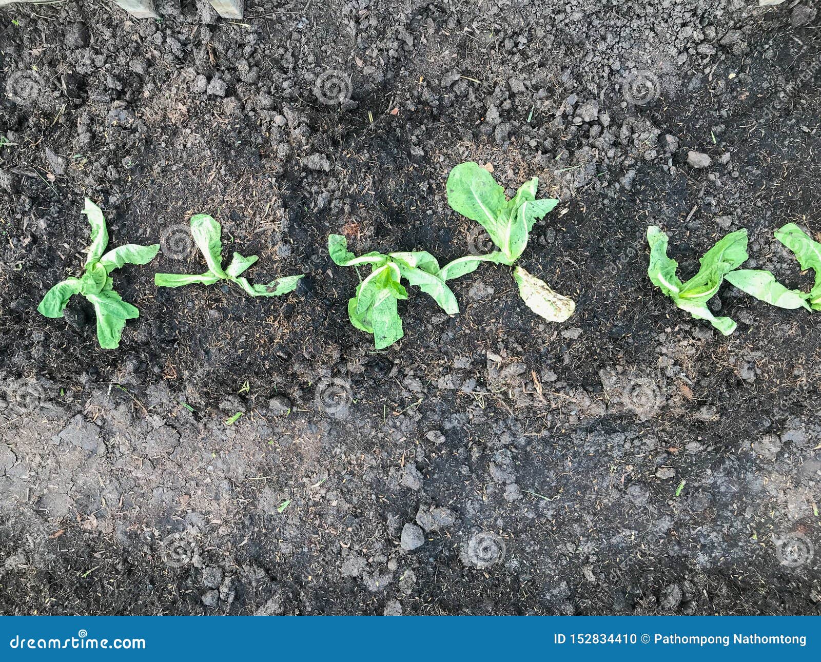 Withered Green Oak Lettuce Vegetable Stock Photo - Image of cultivated ...