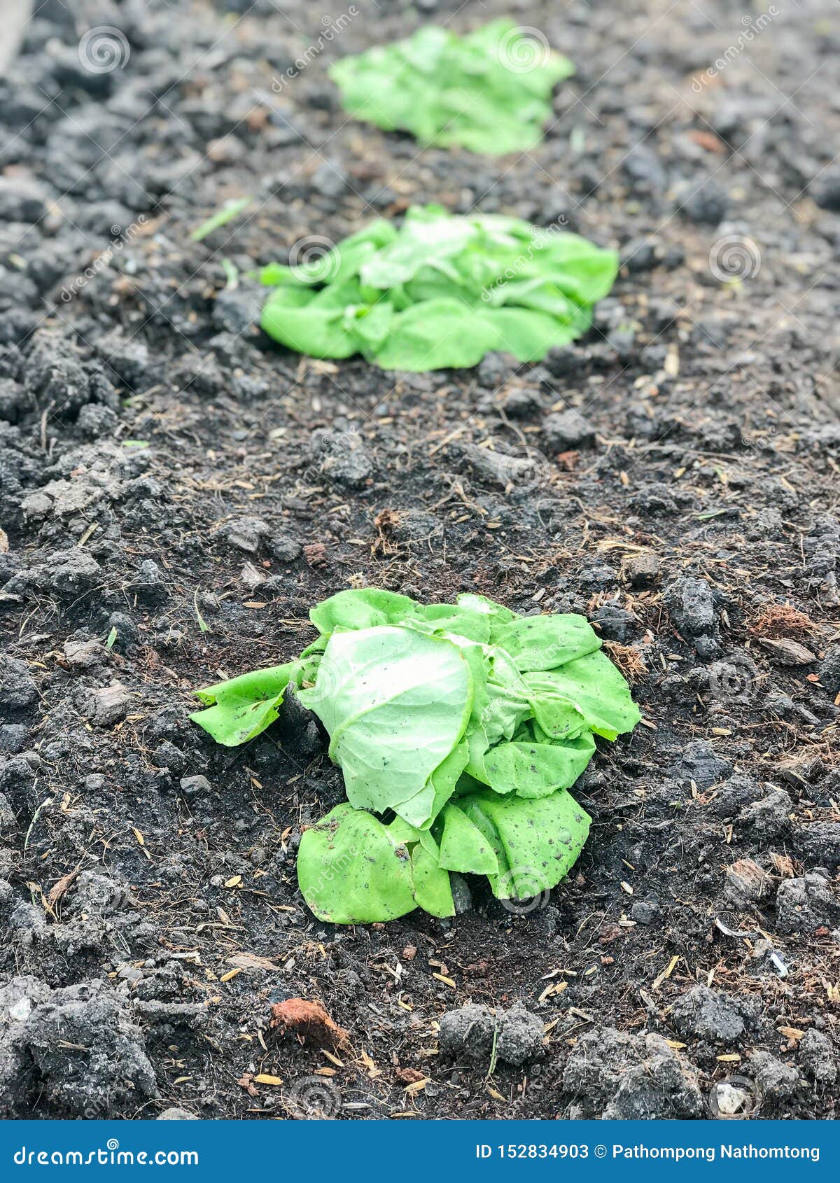 Withered Green Oak Lettuce Vegetable Stock Image - Image of background ...