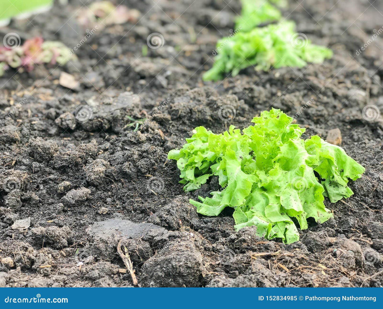 Withered Green Oak Lettuce Vegetable Stock Image - Image of cooking ...