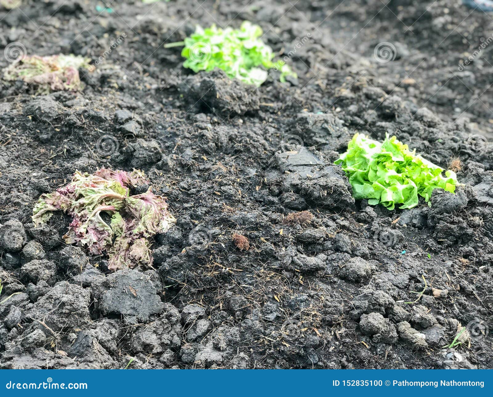 Withered Green Oak Lettuce Vegetable Stock Photo - Image of farming ...