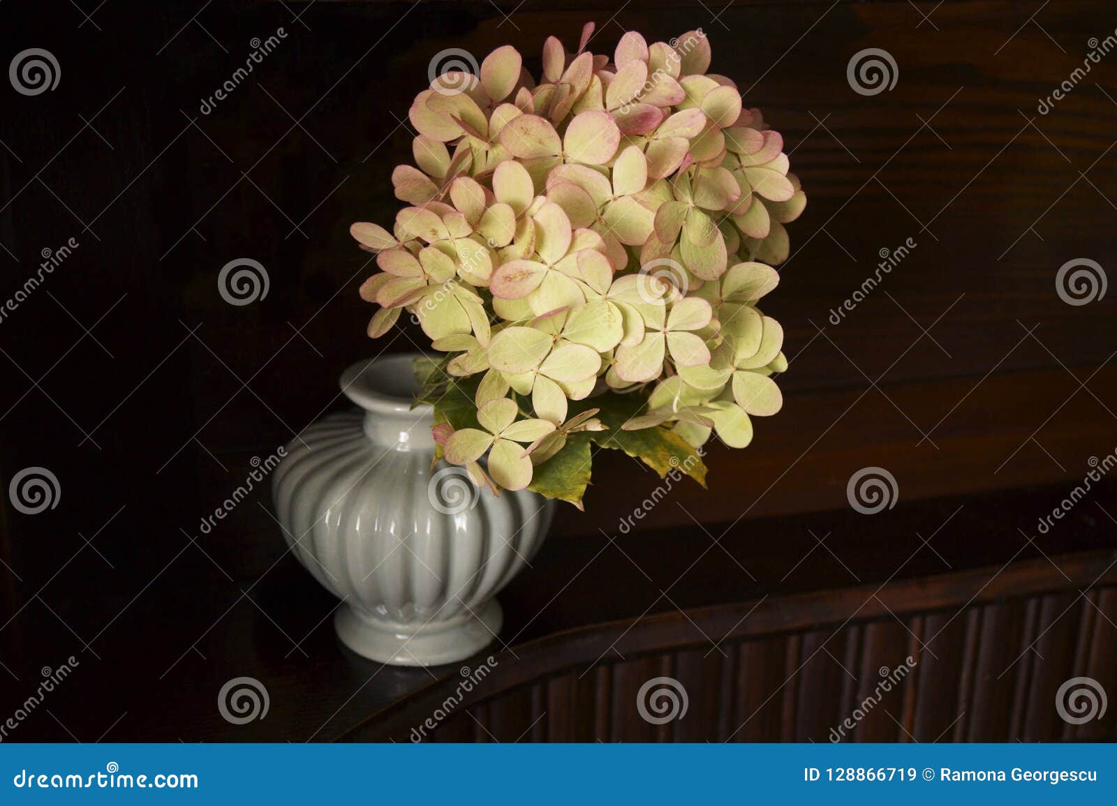 Withered hydrangea flowers stock image. Image of grace - 128866719