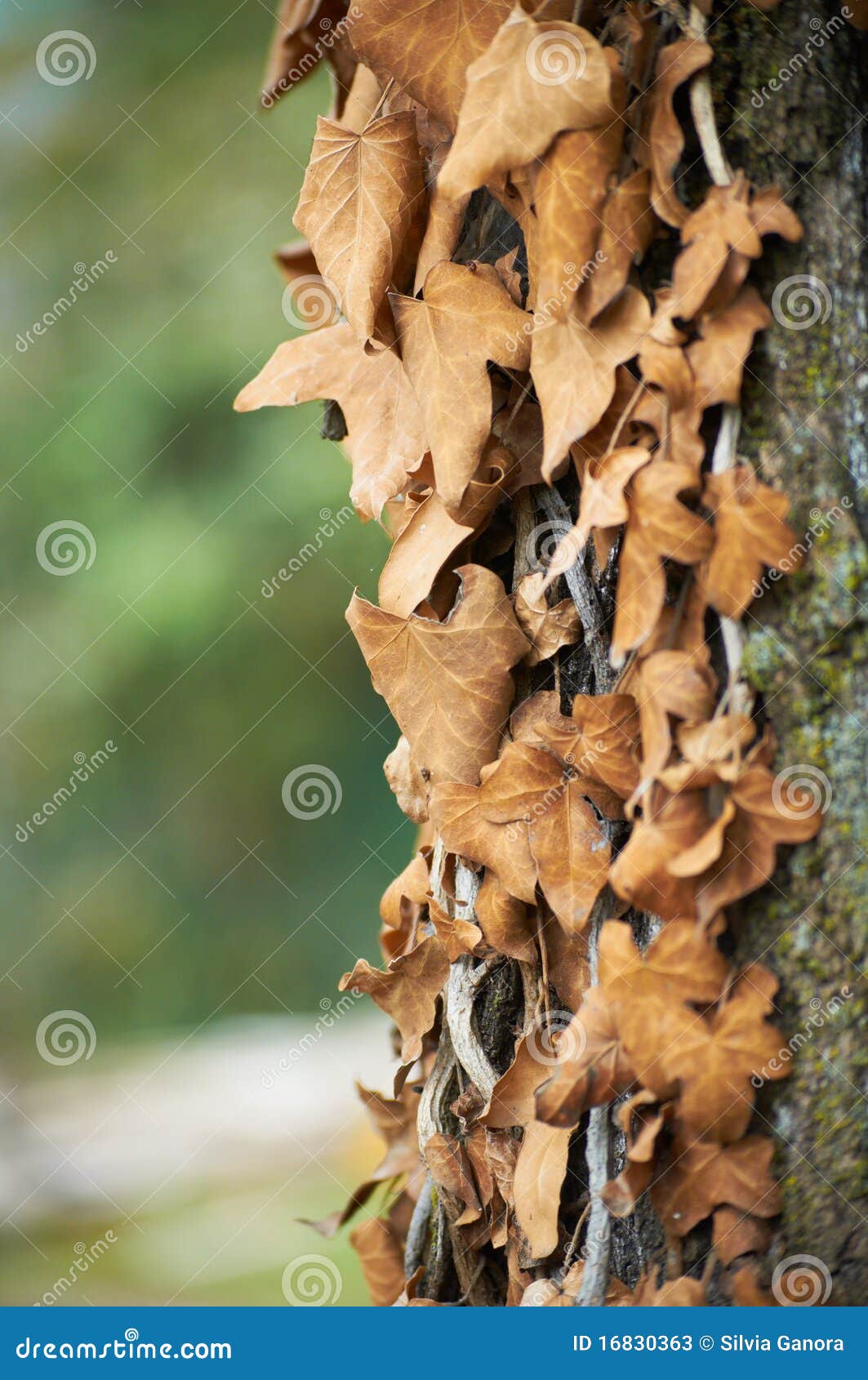Withered ivy leaves stock image. Image of copy, botanical - 16830363