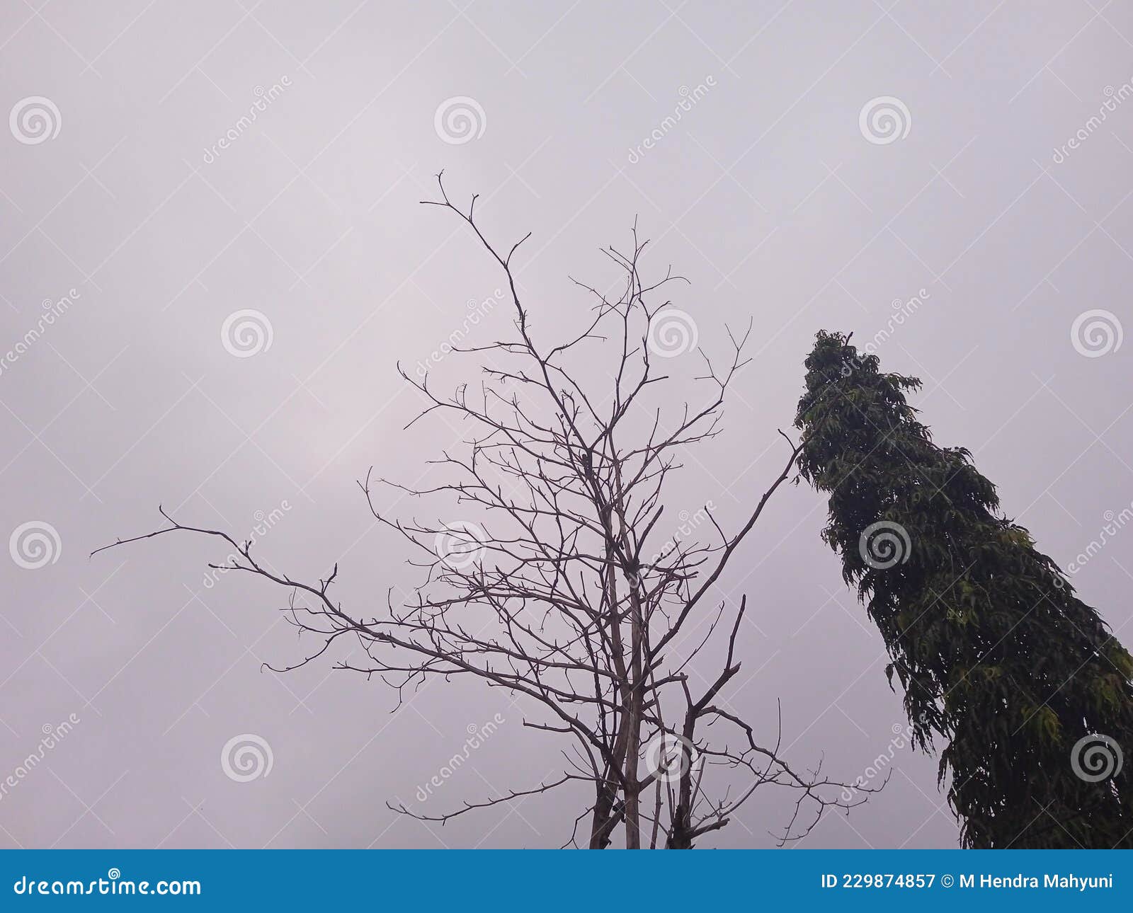 Ketapan Tree Stock Photos - Free & Royalty-Free Stock Photos from ...