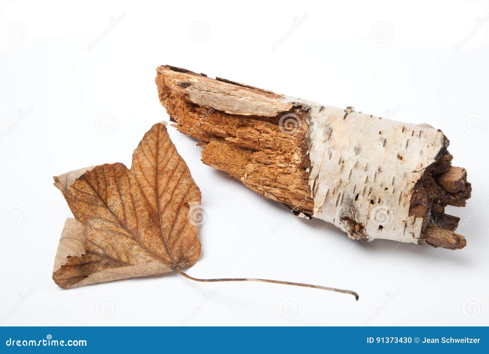 A Withered Leaf beside Som Tree Stock Photo - Image of tree, bark: 91373430