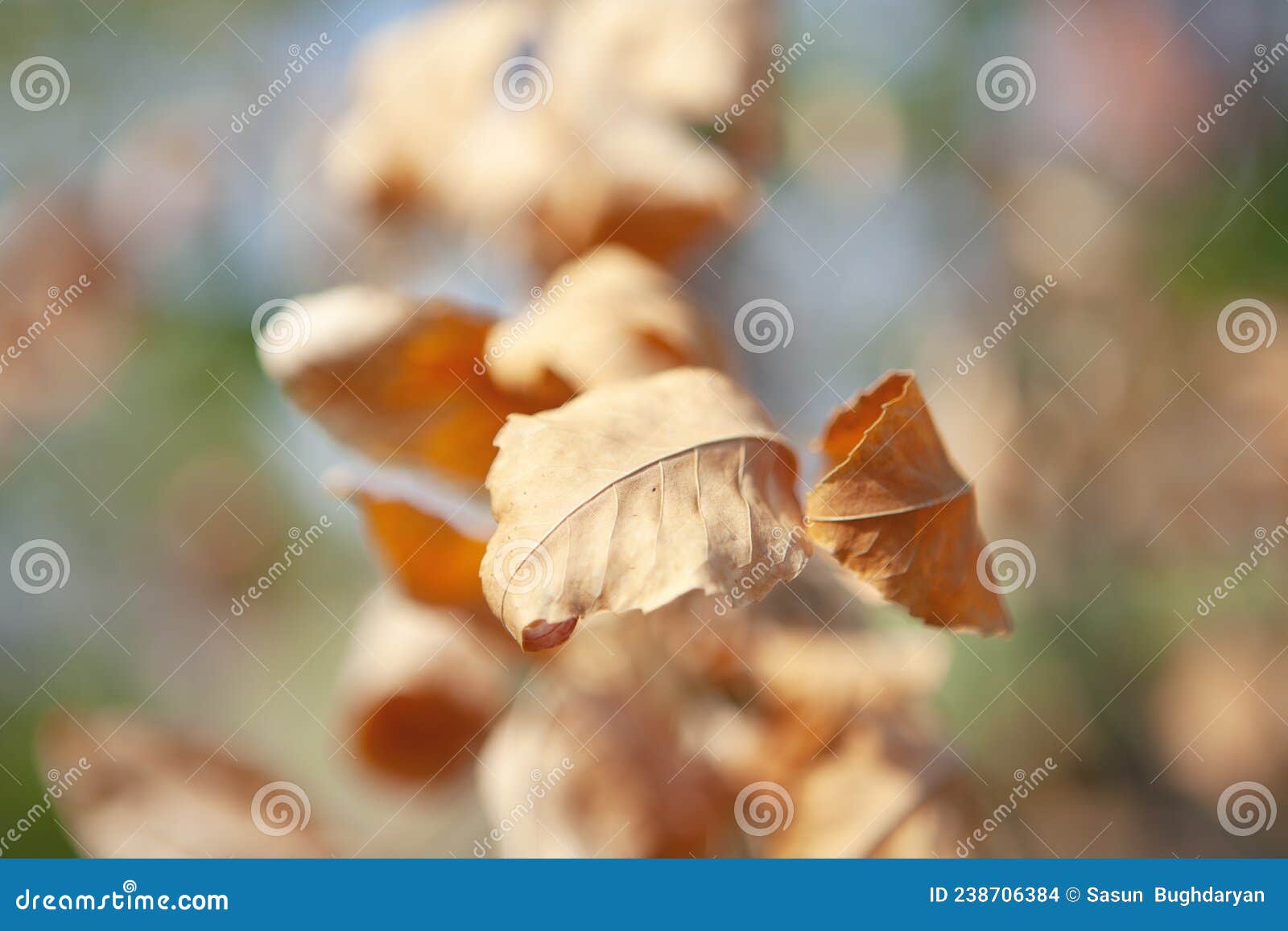 Withered Leaf on a Tree Branch Stock Photo - Image of tree, fresh ...