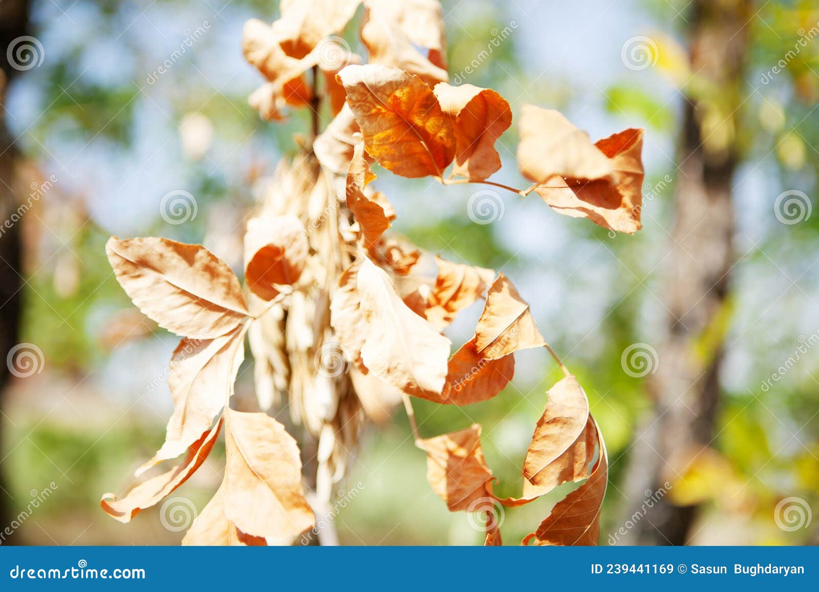 Withered Leaf on a Tree Branch Stock Image - Image of trees, season ...