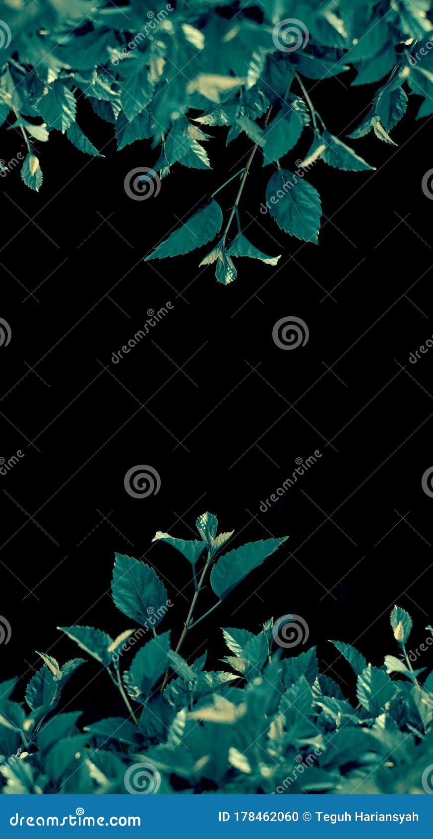 Withered Leafs on Ground, with None Black Background for Template Image ...