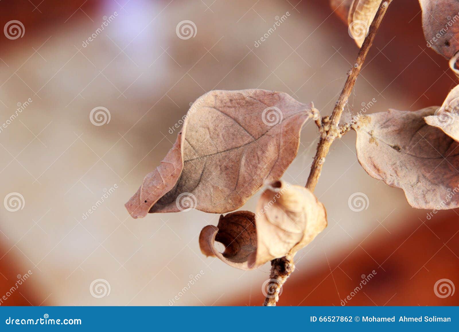 Withered leaves stock photo. Image of withered, flora - 66527862