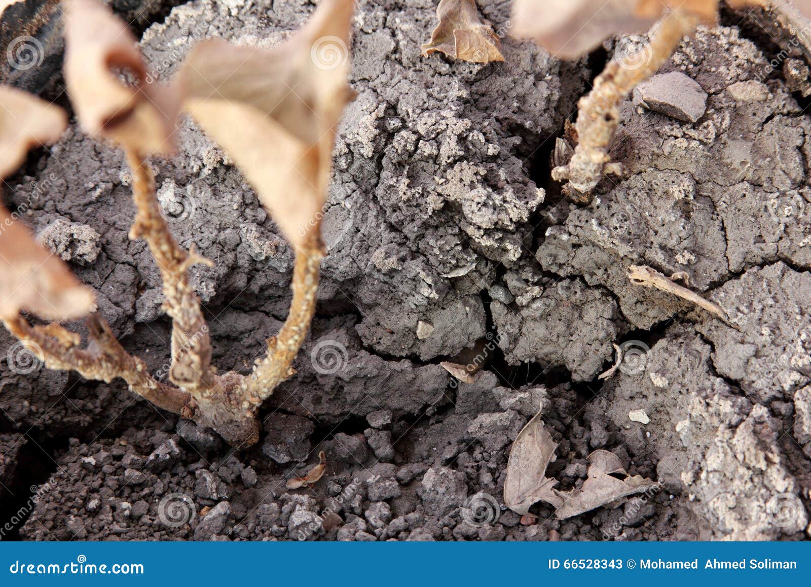 Withered leaves stock image. Image of foliage, flower - 66528343