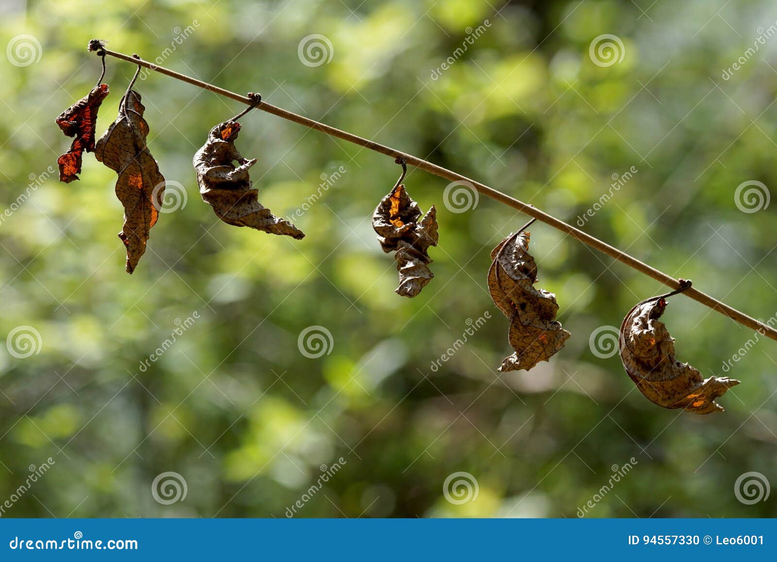 Withered leaves stock photo. Image of plant, leaf, orange - 94557330