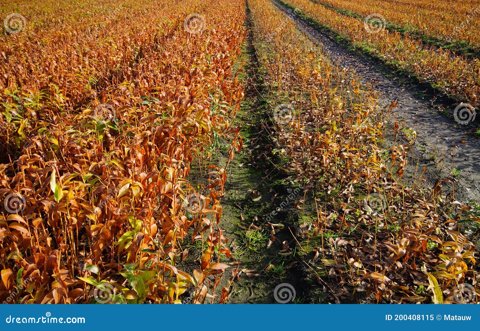 Withered Lilies on a Field in Autumn Colors Stock Image - Image of crop ...